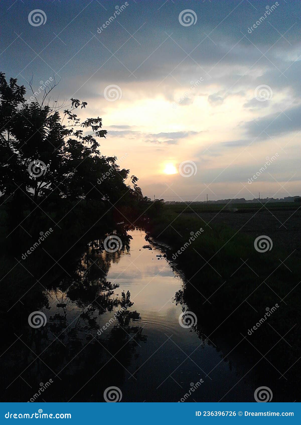 Good Evening stock photo. Image of tree, good, evening - 236396726