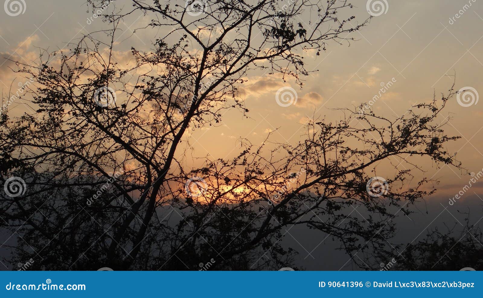 Good evening stock photo. Image of light, evening, tree - 90641396