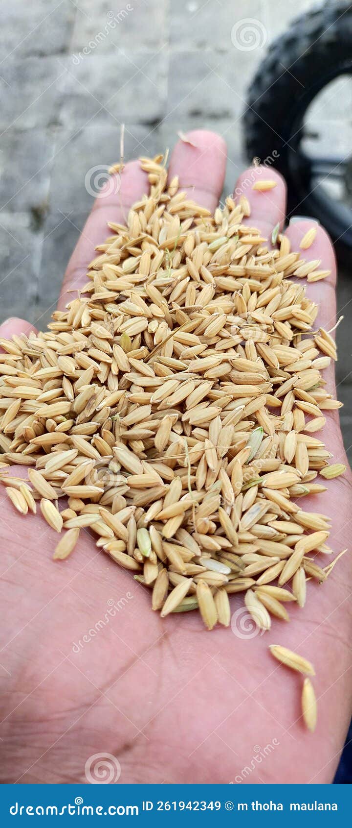 Good example of rice seeds stock image. Image of dessert - 261942349