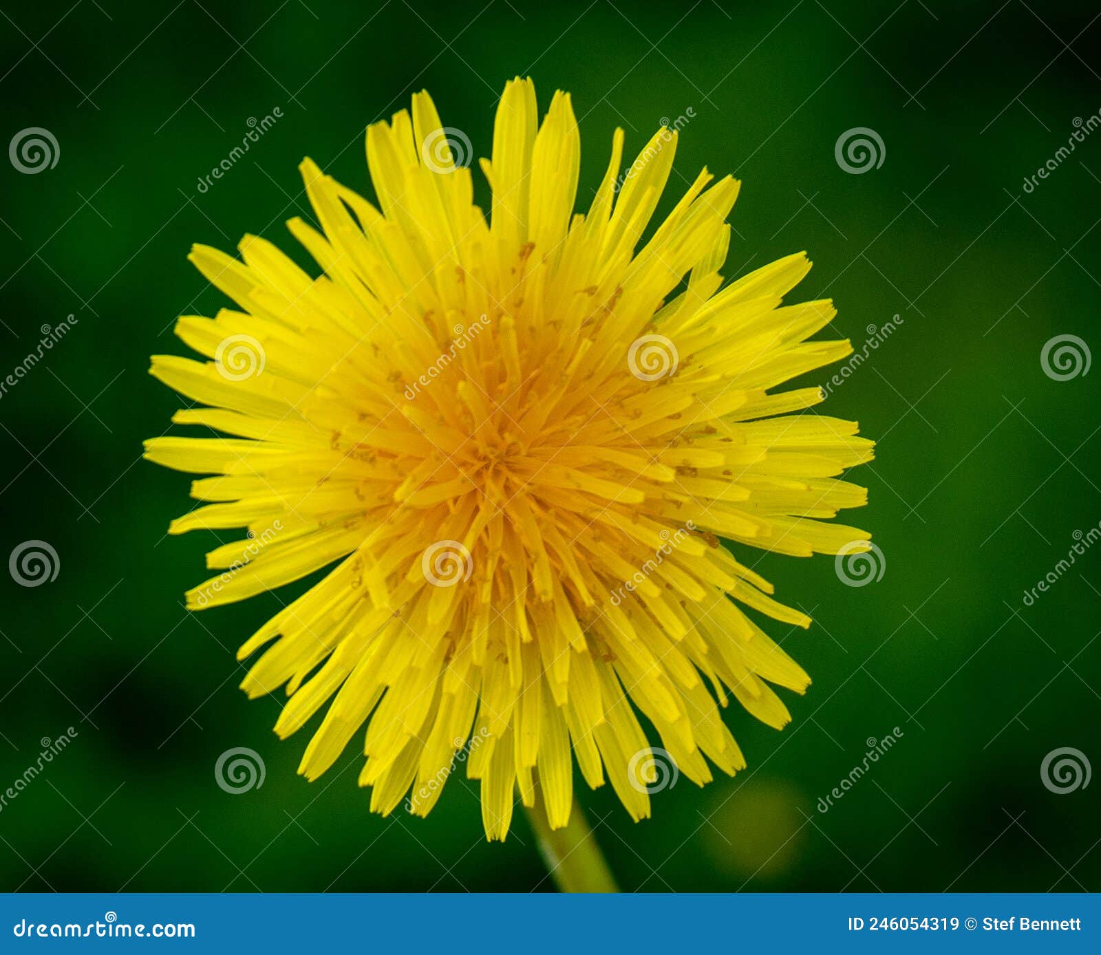 A Good Example of a Wild Dandelion Stock Image - Image of yellow, local ...