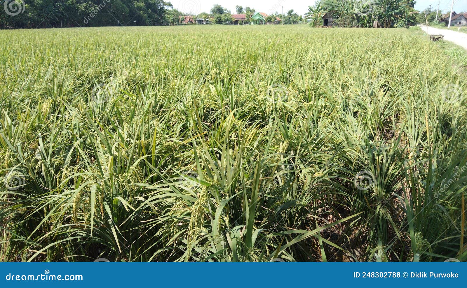 Good Farm at Rice Field of Indonesia Stock Photo - Image of good, rice ...