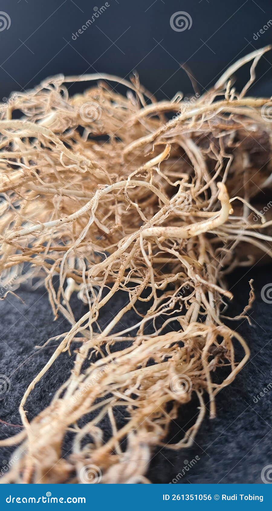 Good Fibrous Roots As Objects Stock Photo - Image of fibrous, twig ...