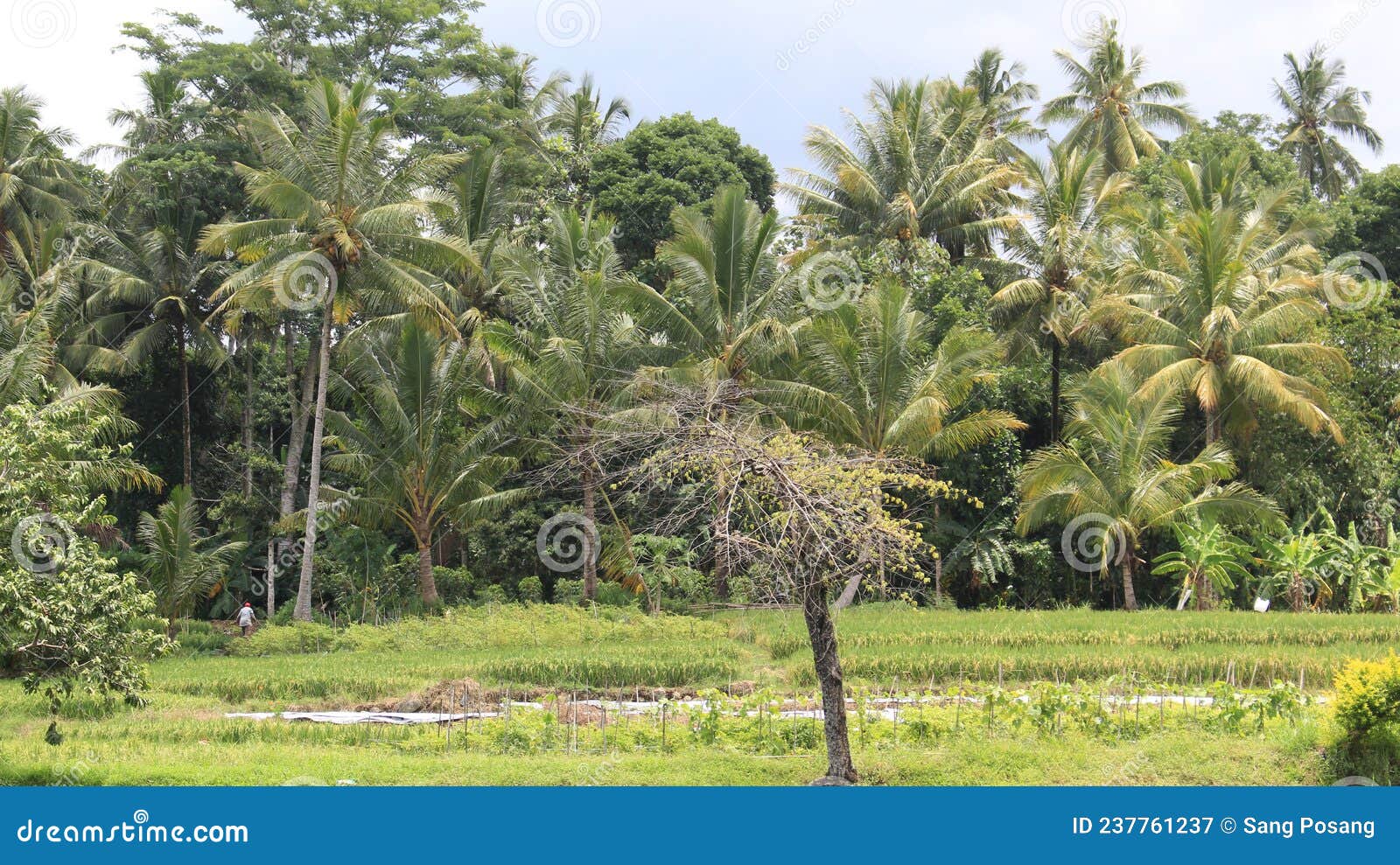 Good Field in Afternoon View Stock Image - Image of produce, food ...