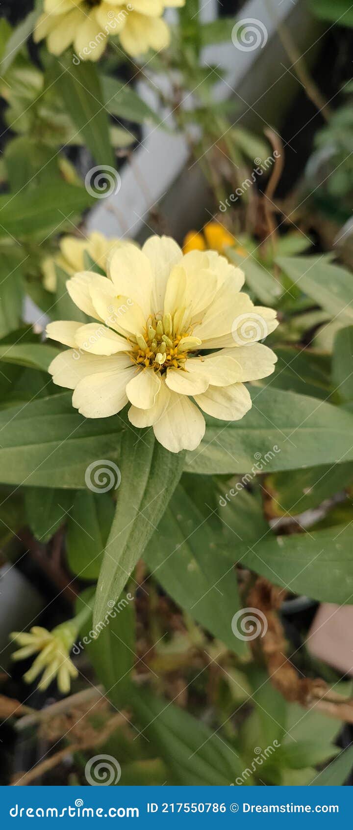 A good flower stock photo. Image of blossom, meadow - 217550786