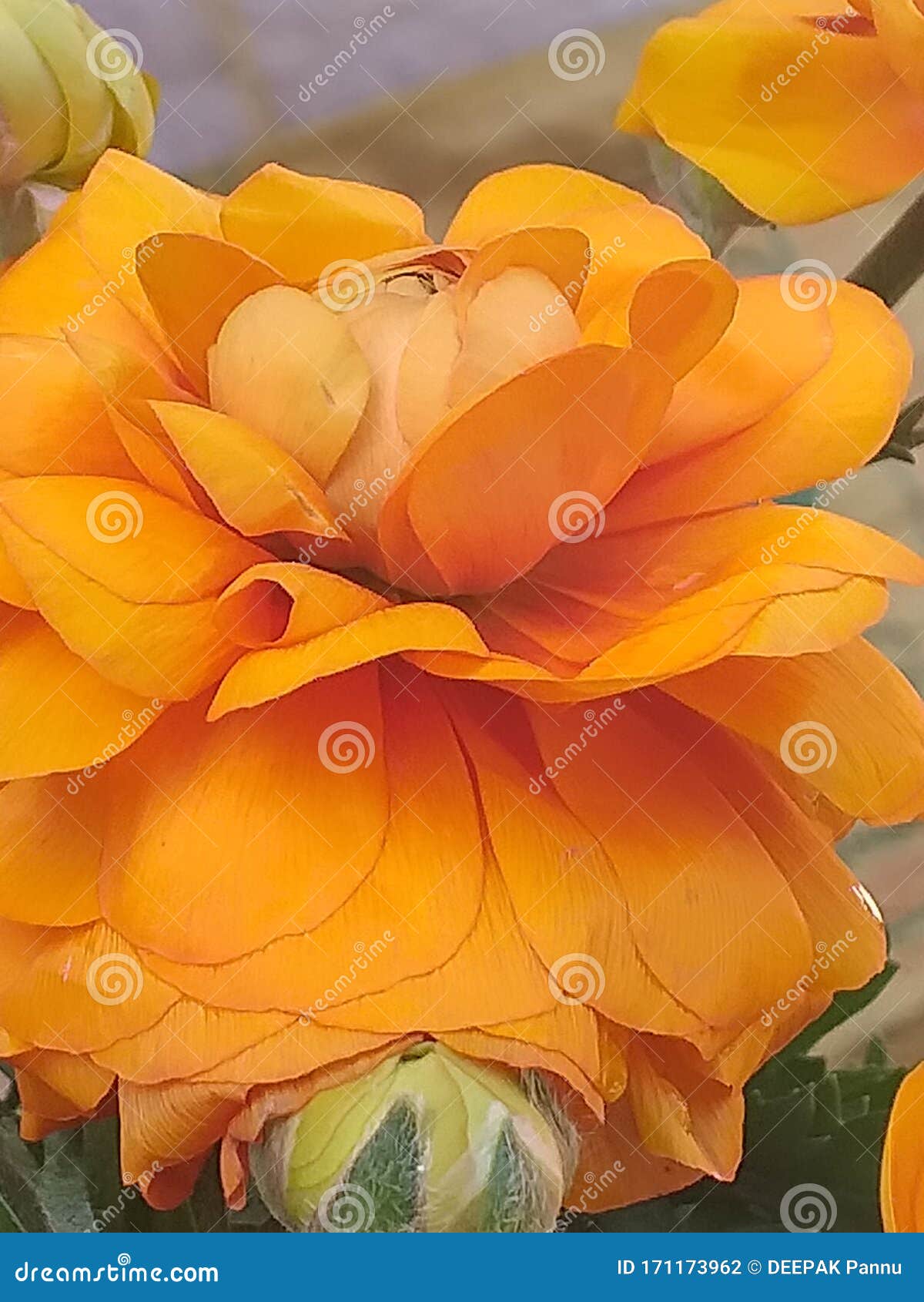 Good Flower Image Nice Great Stock Photo - Image of great, nice: 171173962