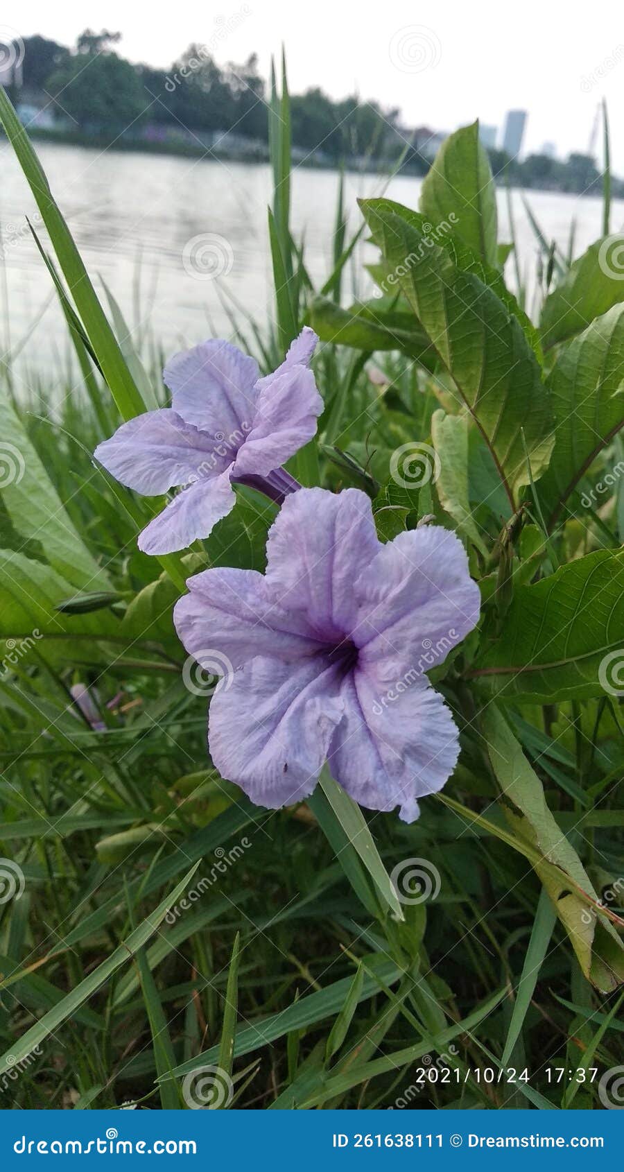 So good flowers stock image. Image of meadow, nature - 261638111