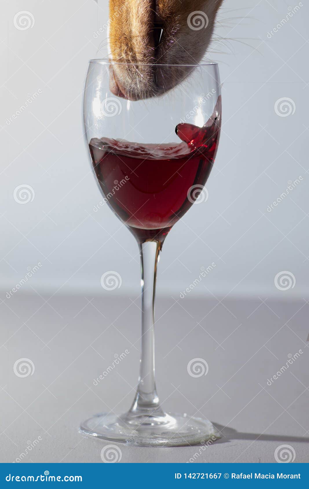 Good Glass of Wine with Dog Stock Image - Image of enjoyment, luxury ...