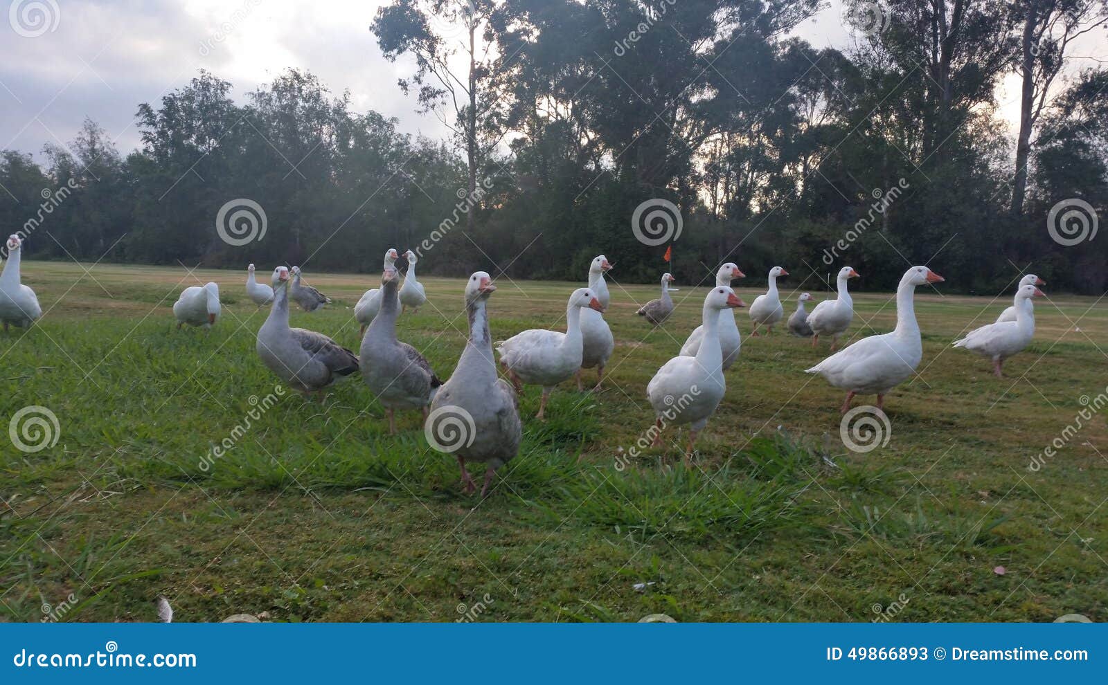 Good for the goose stock image. Image of good, rotorua - 49866893