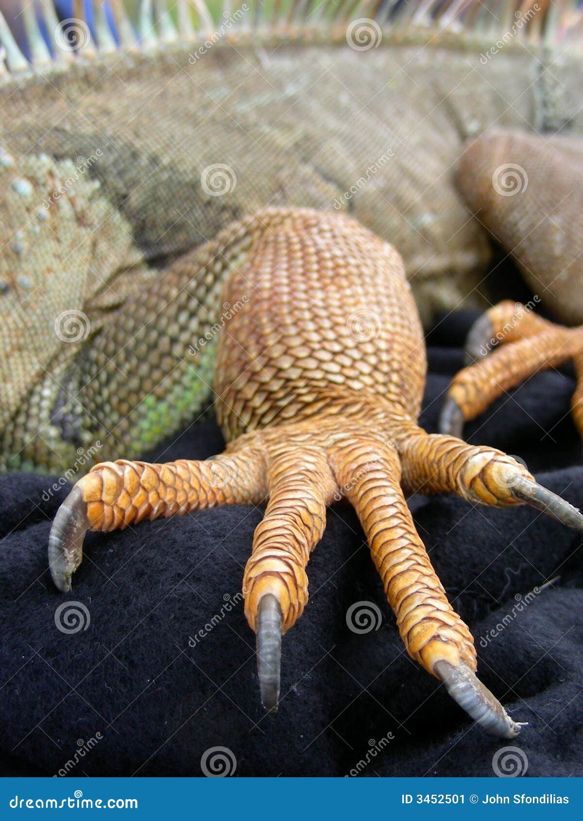 Good Grip stock image. Image of claw, lizard, grasp, crawl - 3452501