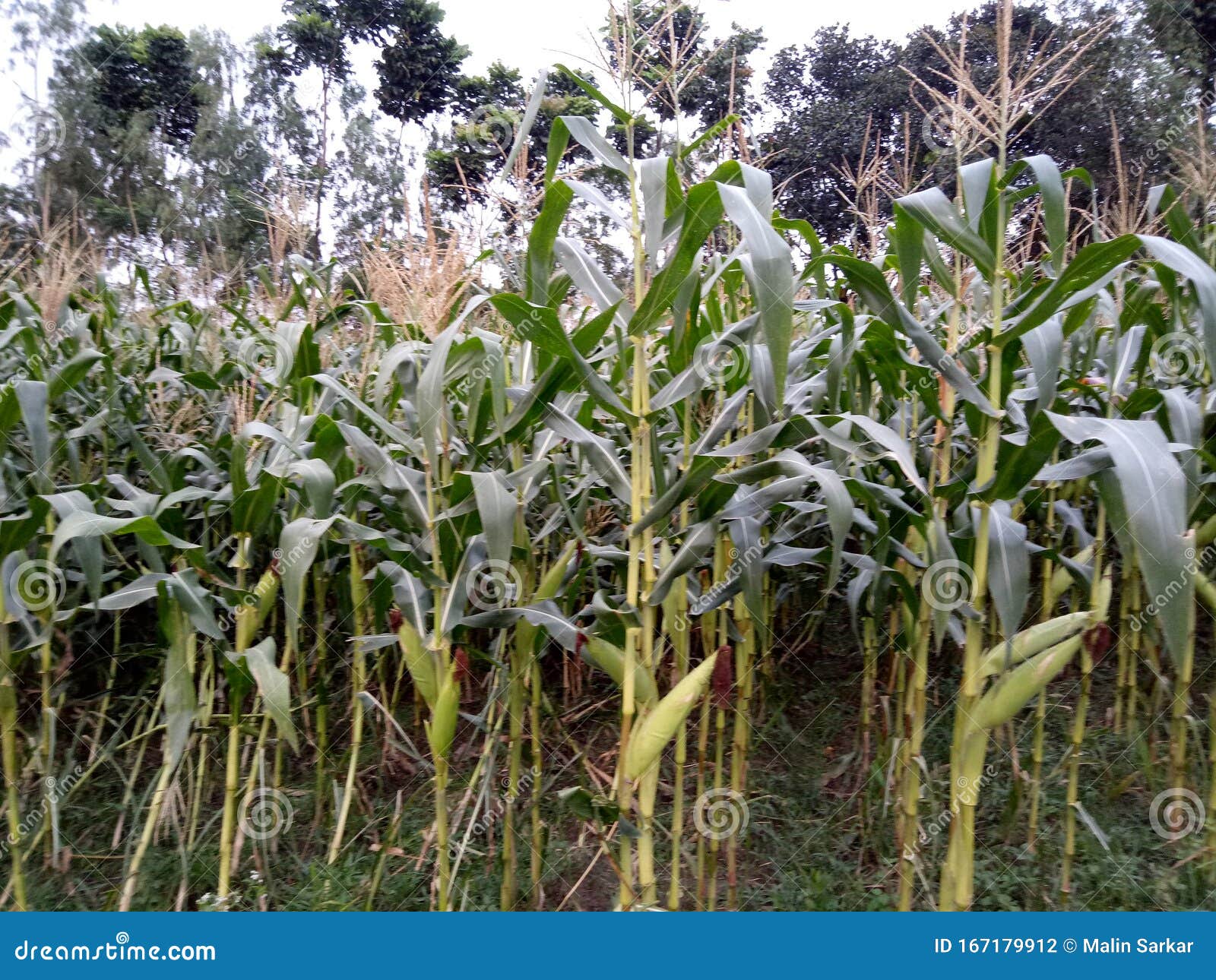 Good Growing Cron Tree in Field Stock Photo - Image of tree, growing ...
