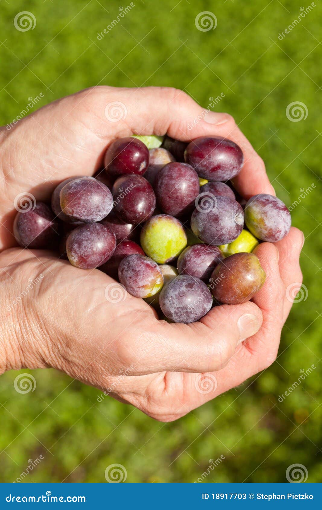 Good Handful of Ripe Olives Stock Image - Image of cuisine, full: 18917703