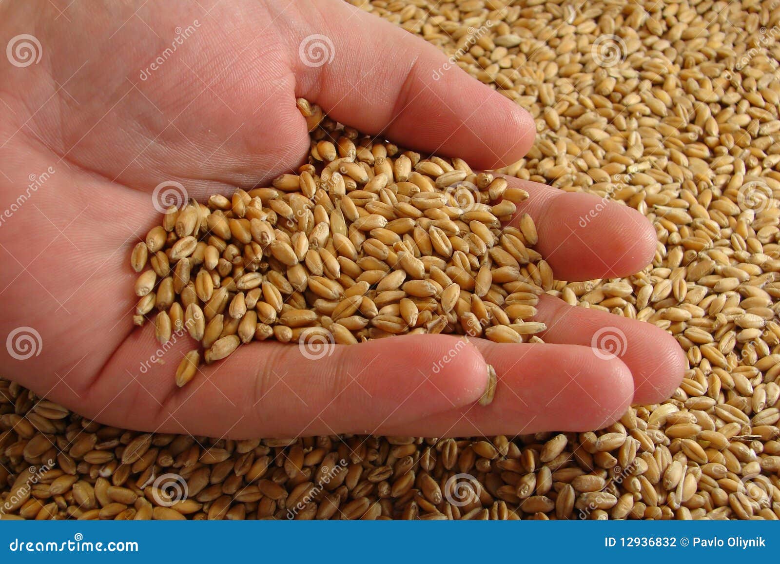 Good harvest stock photo. Image of hands, eating, palm - 12936832