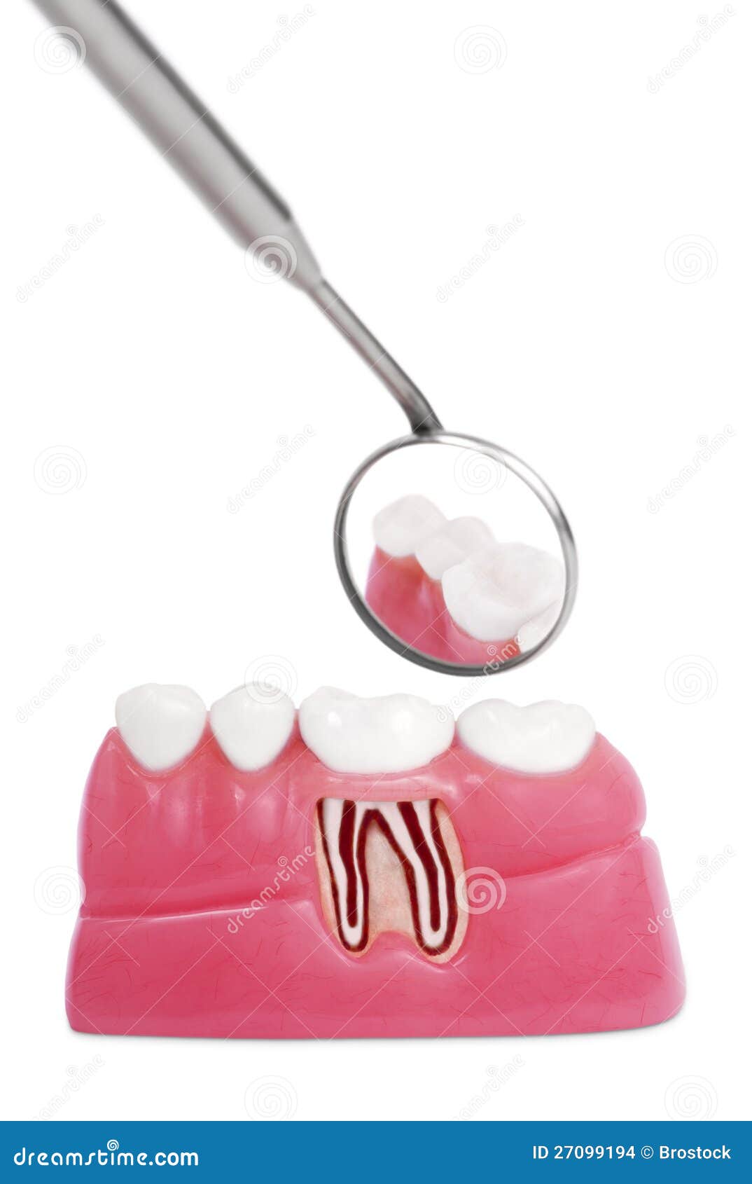 Good Healthy Teeth anatomy stock photo. Image of equipment - 27099194