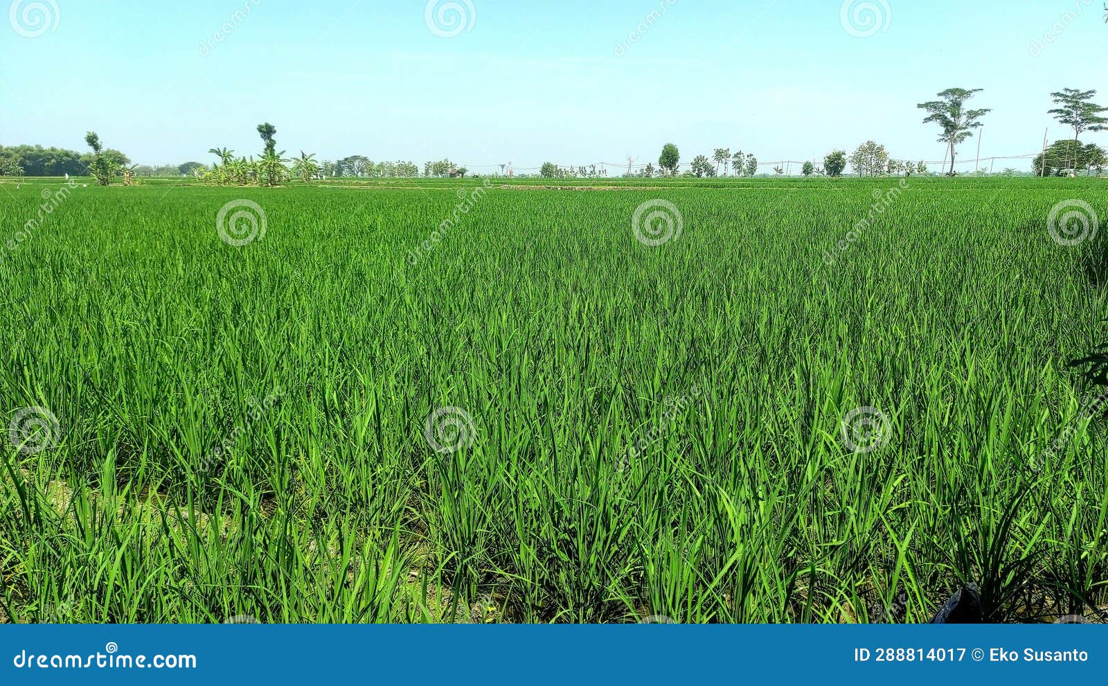 Good Indonesian Paddy Rice stock image. Image of indonesia - 288814017