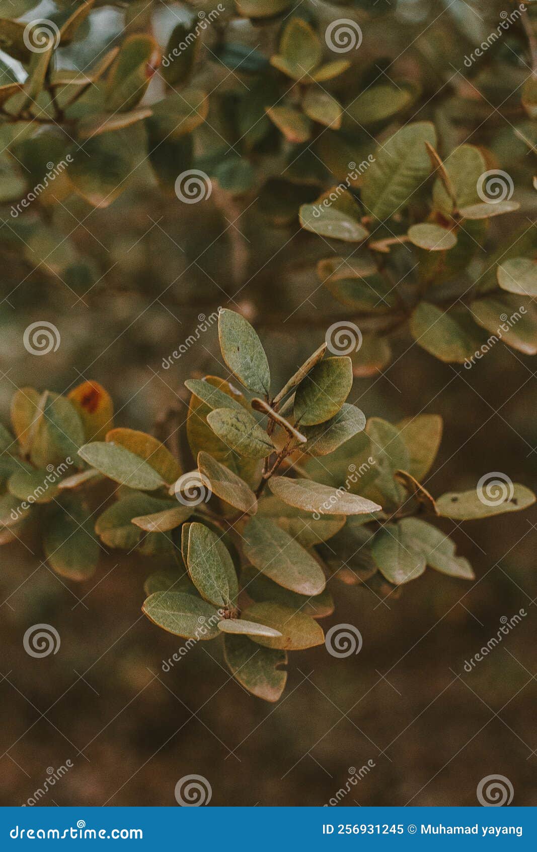 Good leaf in afternoon stock image. Image of leaf, fotografi - 256931245