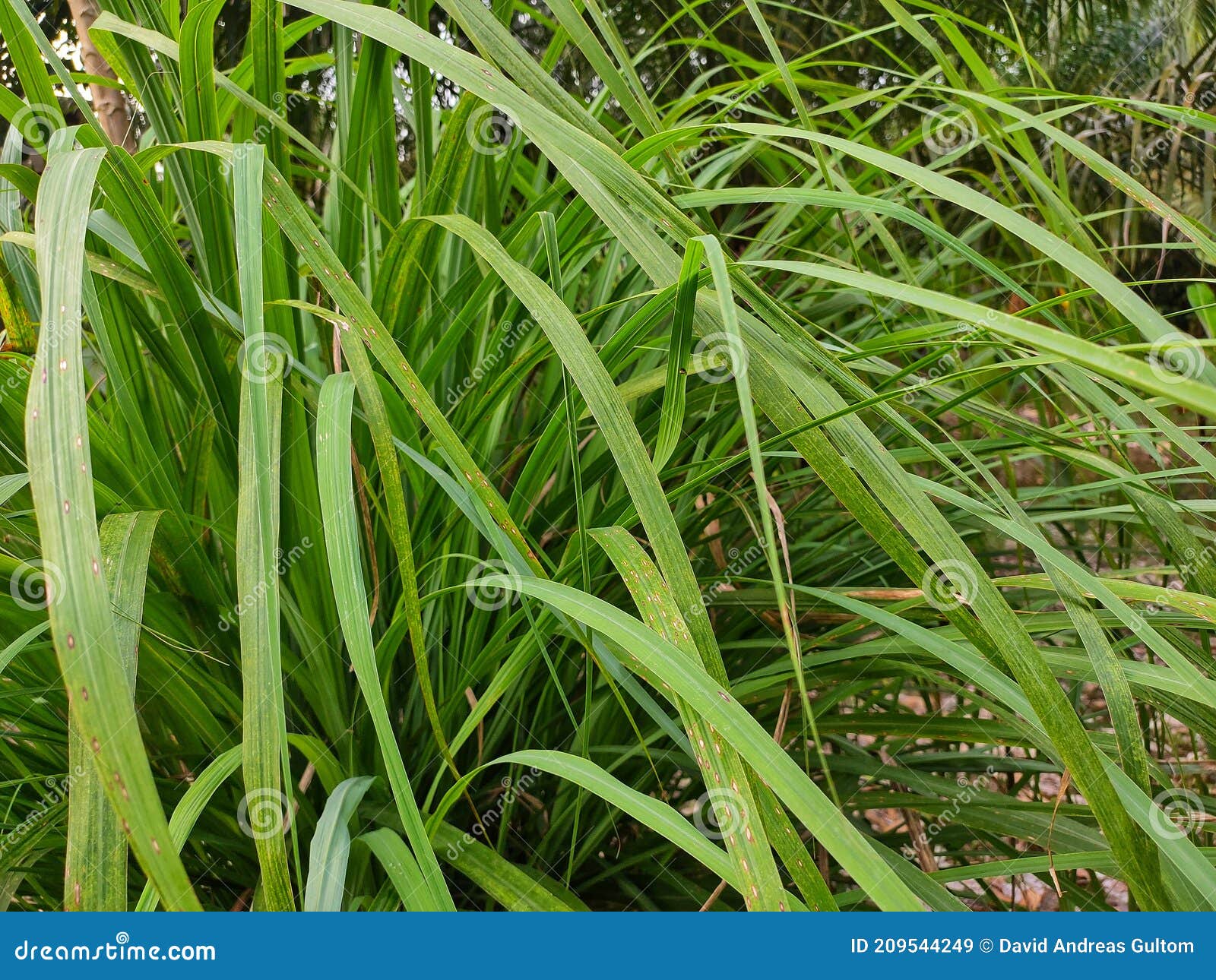 The Good Leaves in the Forest Stock Image - Image of leaves, food ...