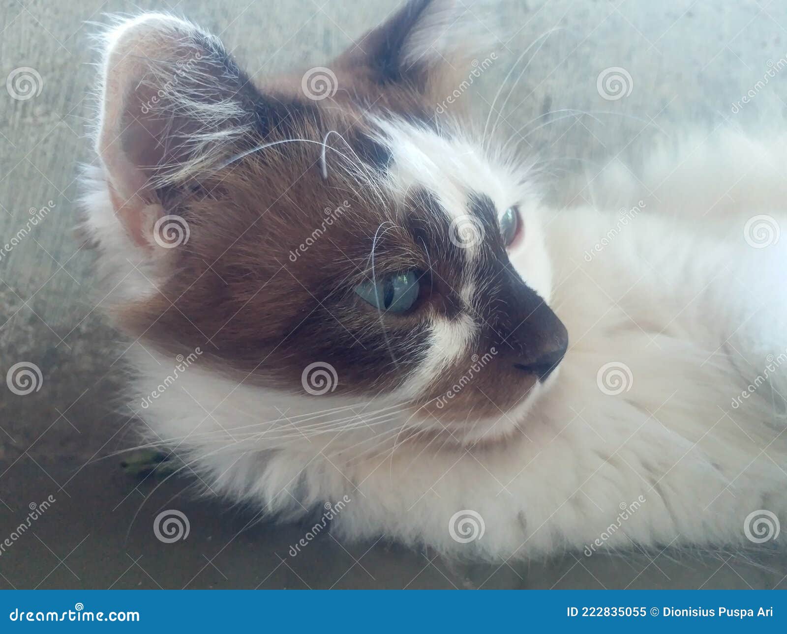 Good looking cat stock image. Image of looking, animal - 222835055