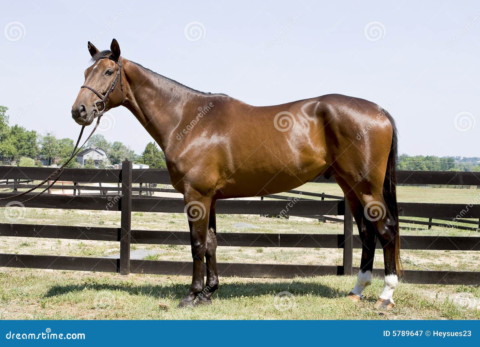 Good looking horse stock image. Image of large, grass - 5789647