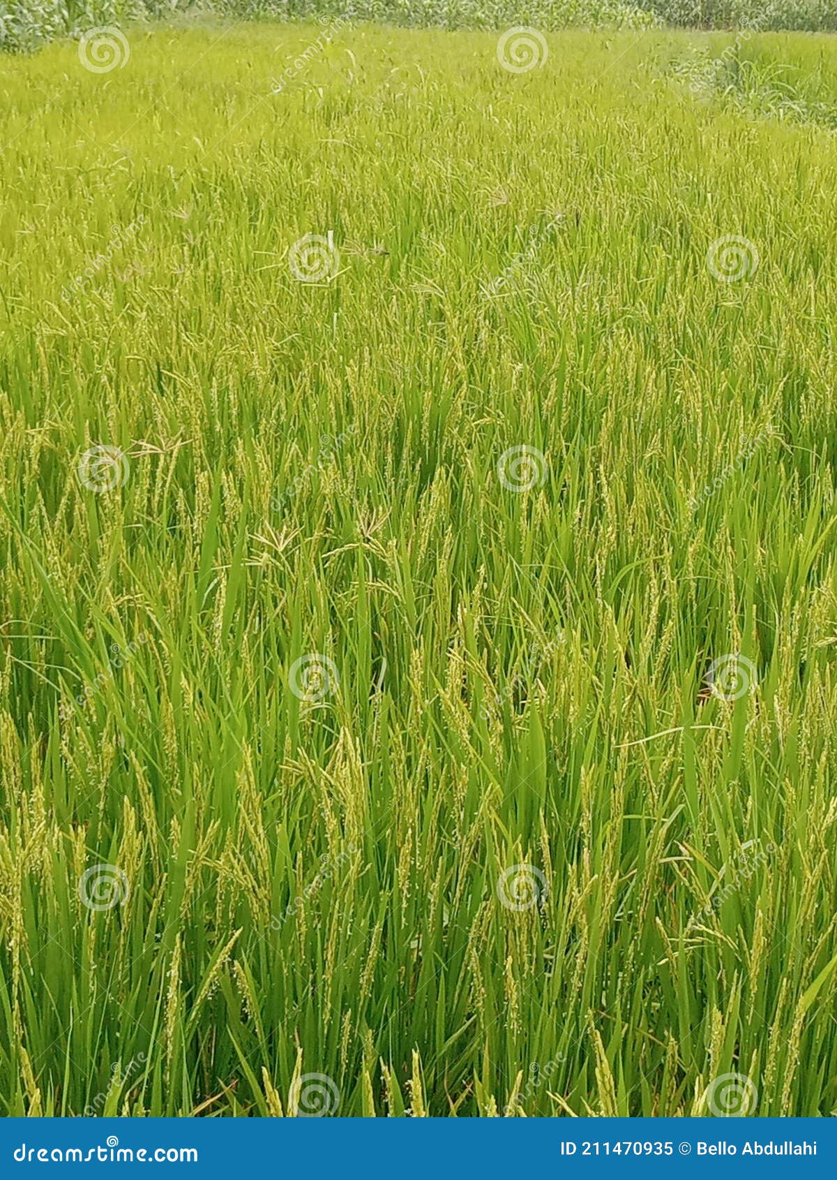 A Good Looking Rice in the Farmland Stock Image - Image of rice ...