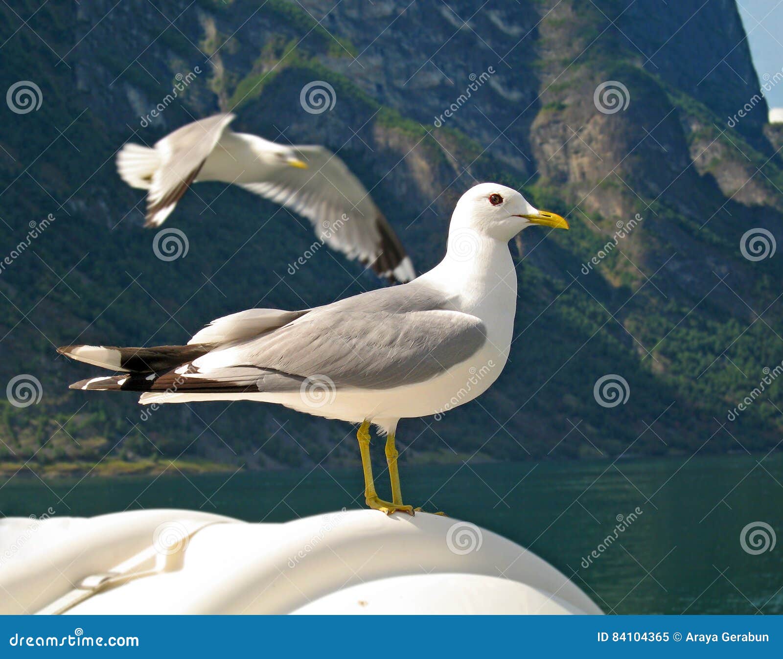 Good Looking Seagull in Nature Stock Image - Image of seabird, wildlife ...