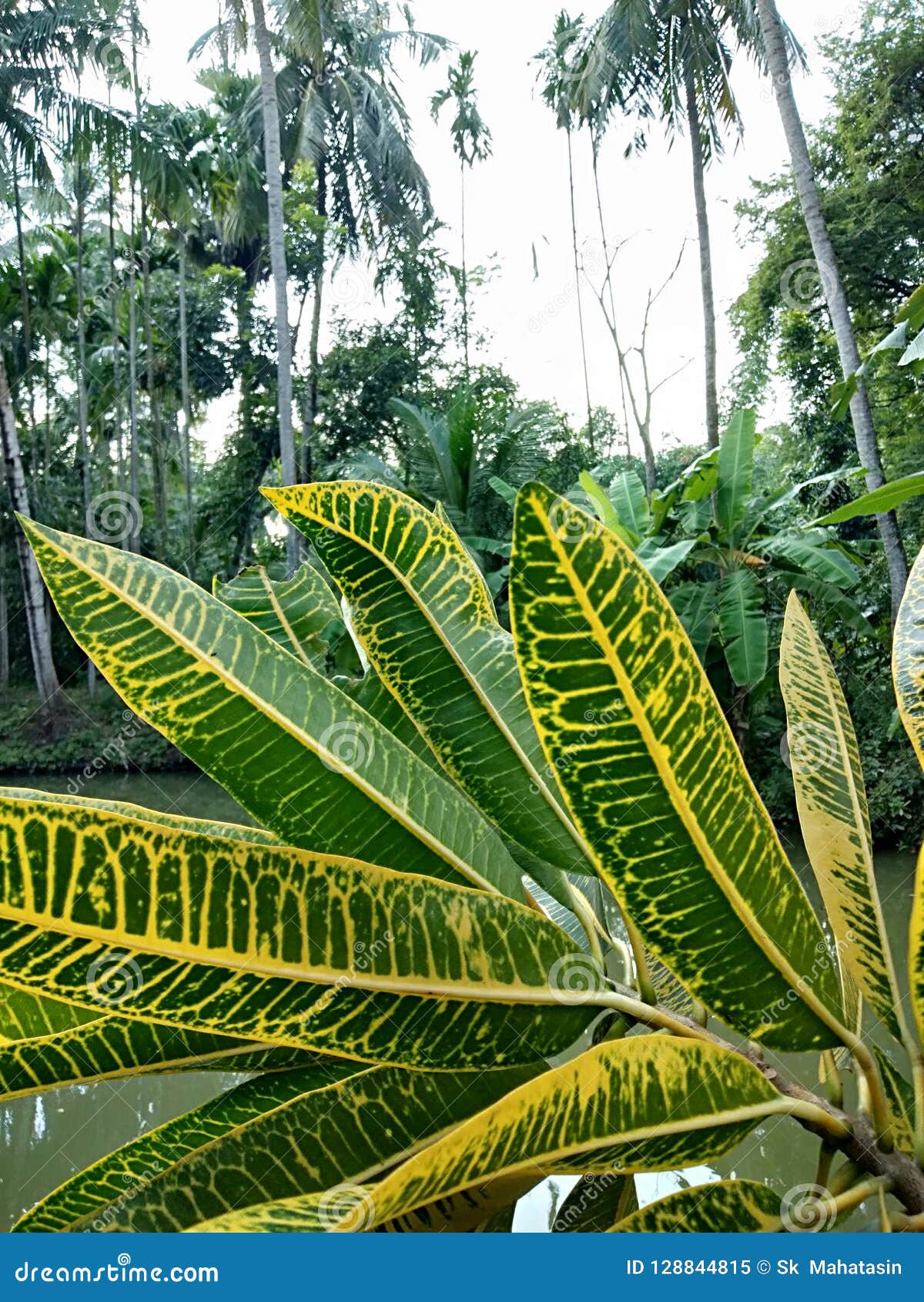 A Good Looking Tree in Nature Stock Image - Image of flower, furniture ...