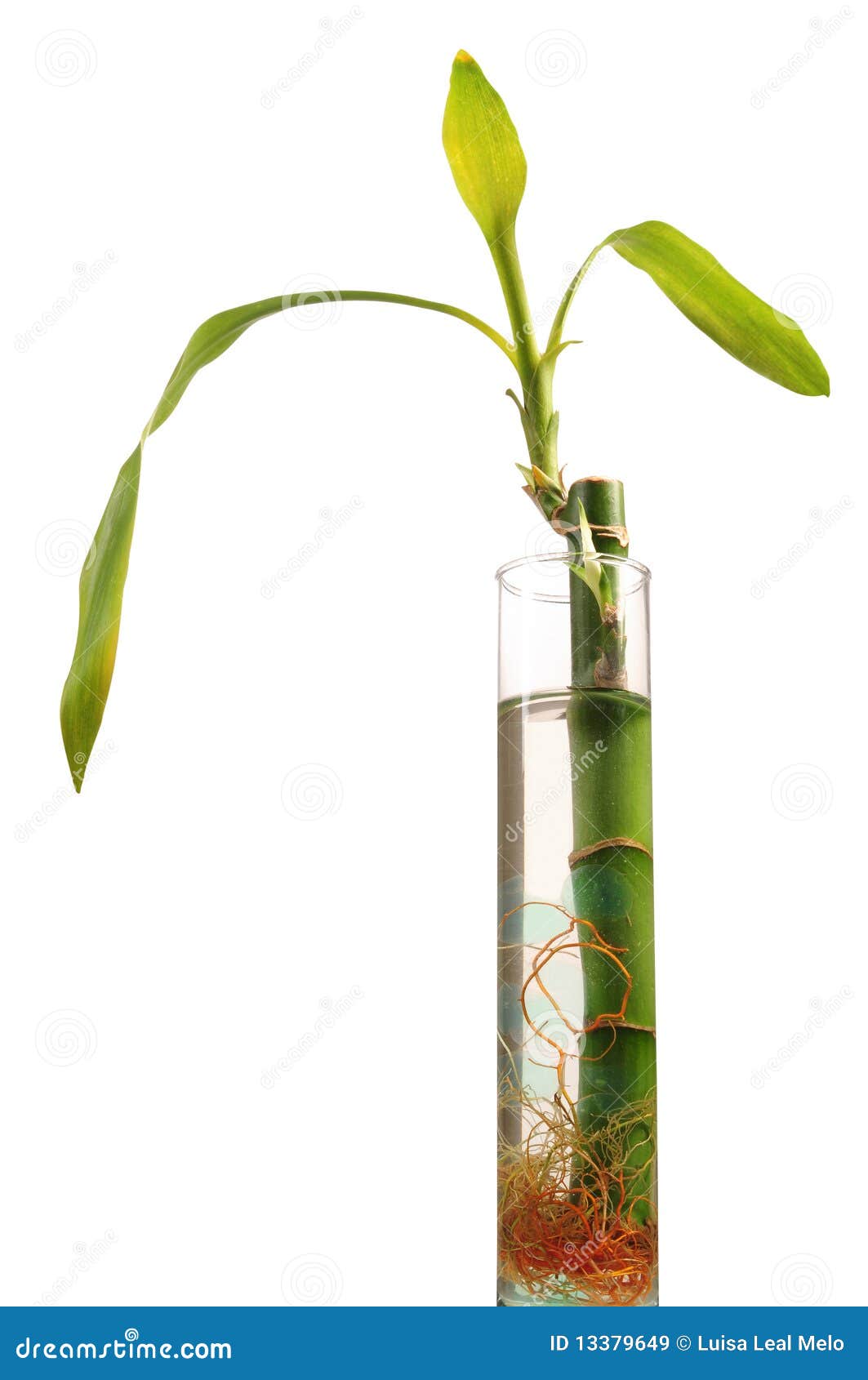 Good luck chinese plant. stock image. Image of spiral - 13379649