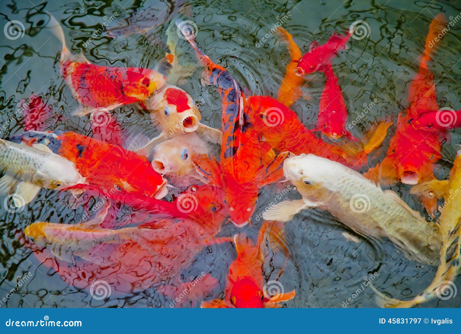 Good luck fish in a pool stock image. Image of awash - 45831797