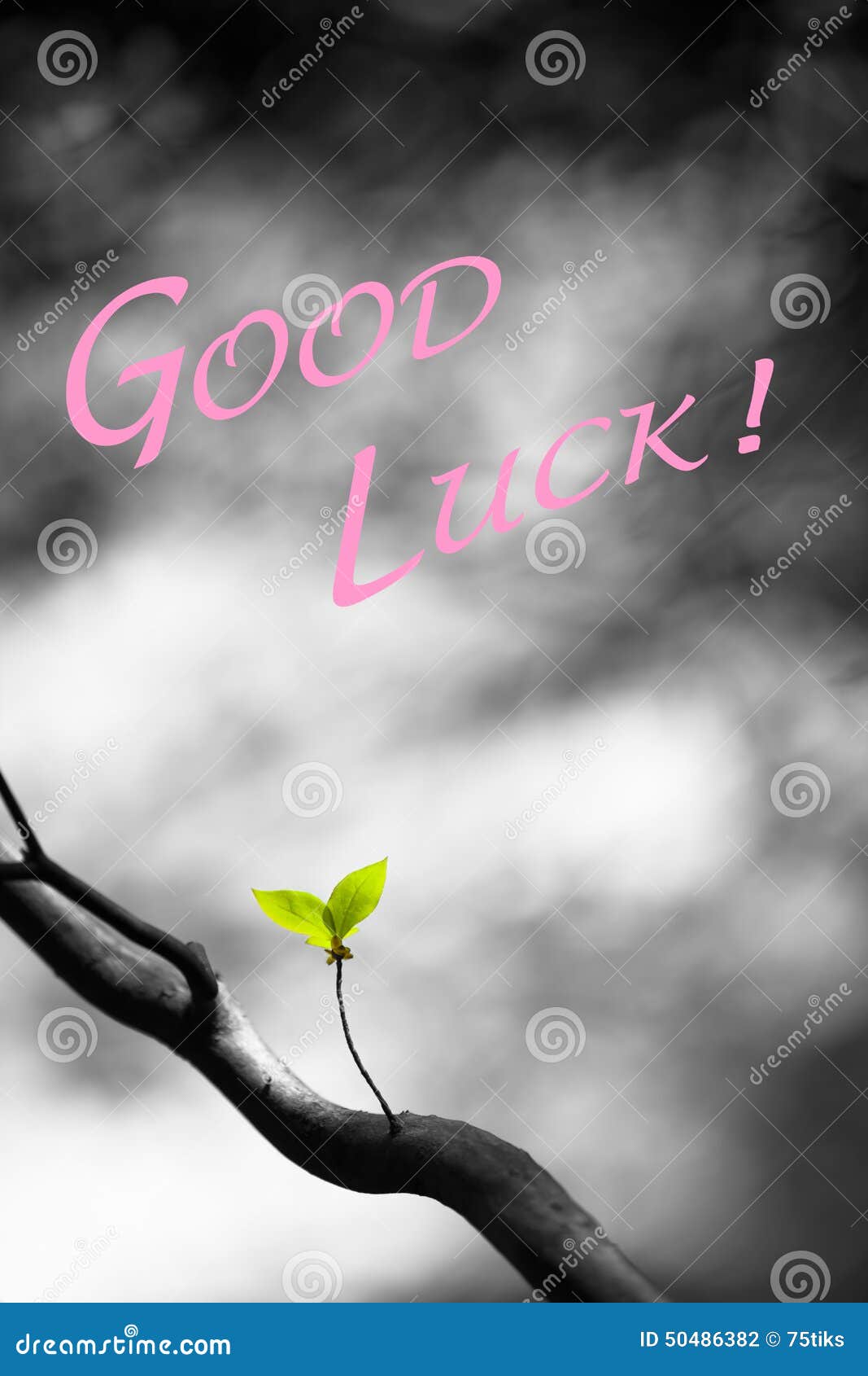 Good Luck Leaves stock photo. Image of still, nature - 50486382