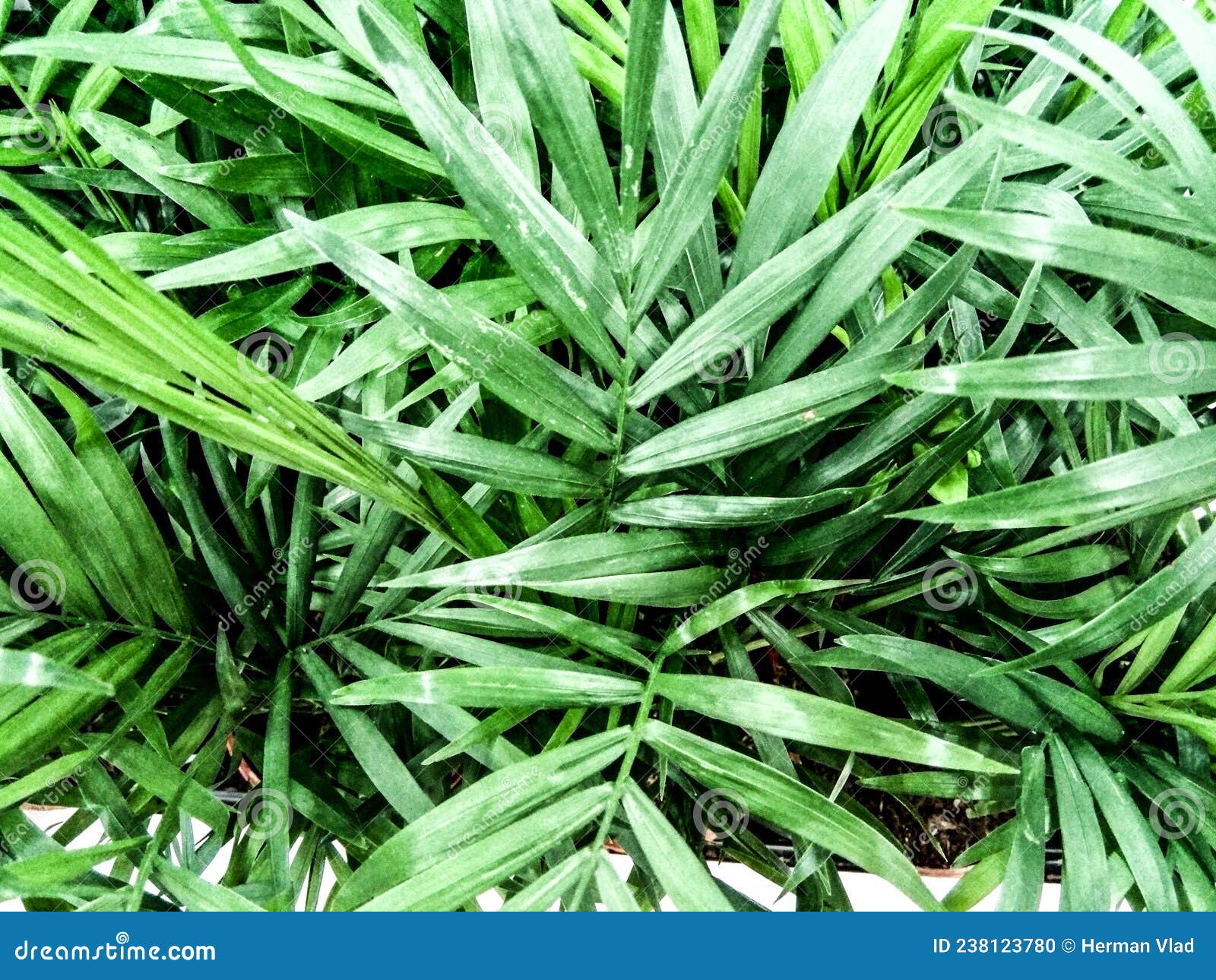 Good-luck palm - close up stock photo. Image of nature - 238123780