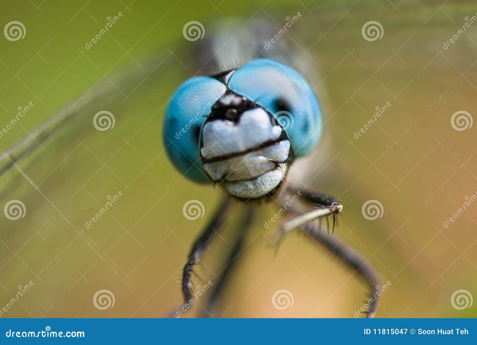 Magnified Images Bugs Stock Photos - Free & Royalty-Free Stock Photos ...