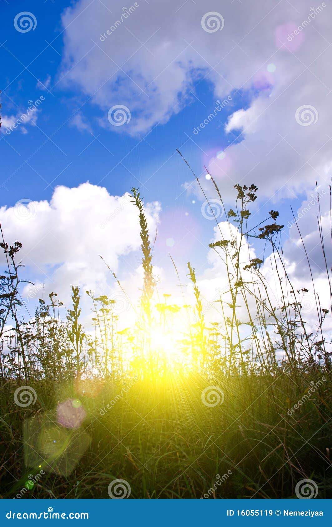 Good morning stock image. Image of meadow, morning, inspiration - 16055119