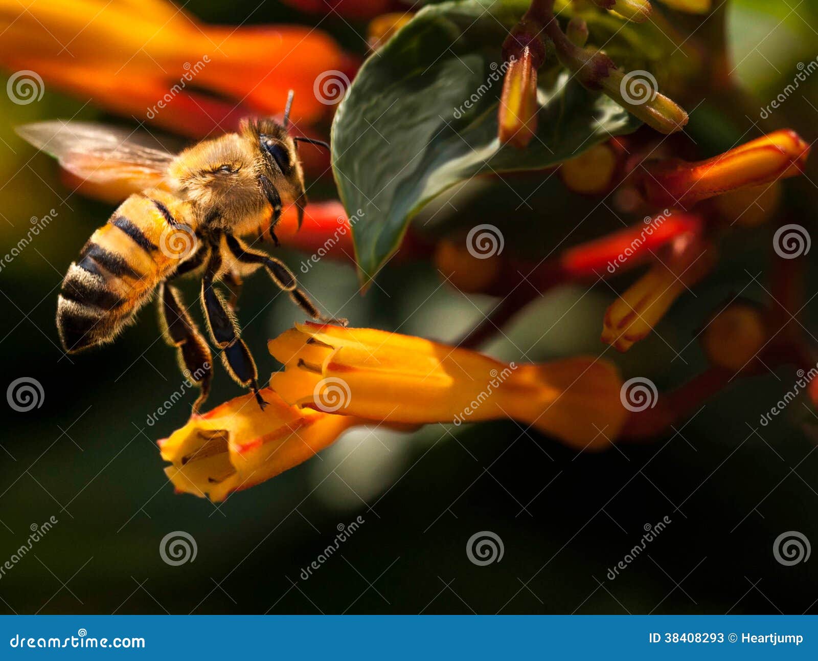 Good Morning! stock image. Image of apismellifera, insect - 38408293