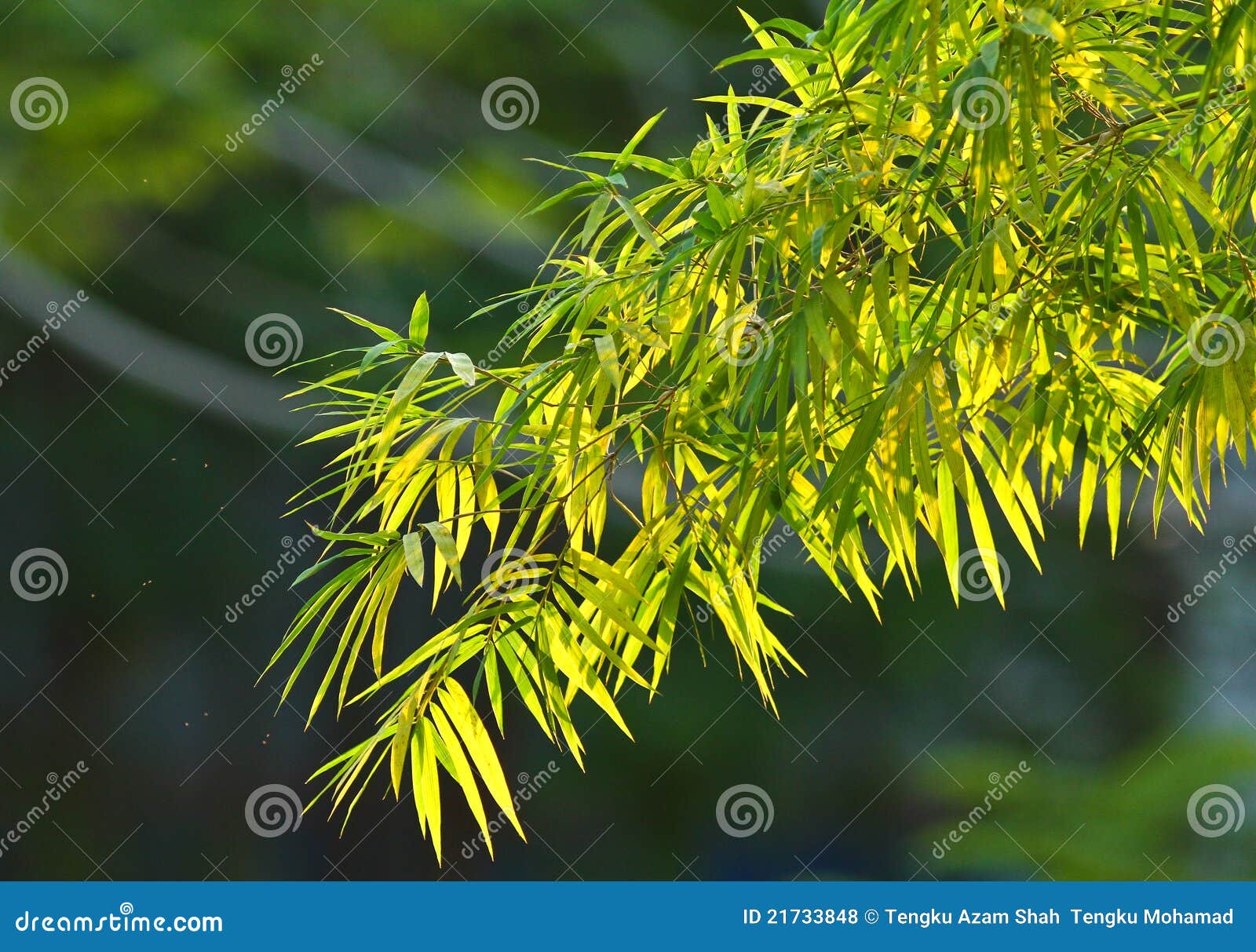 Good morning bamboo stock photo. Image of asia, lush - 21733848