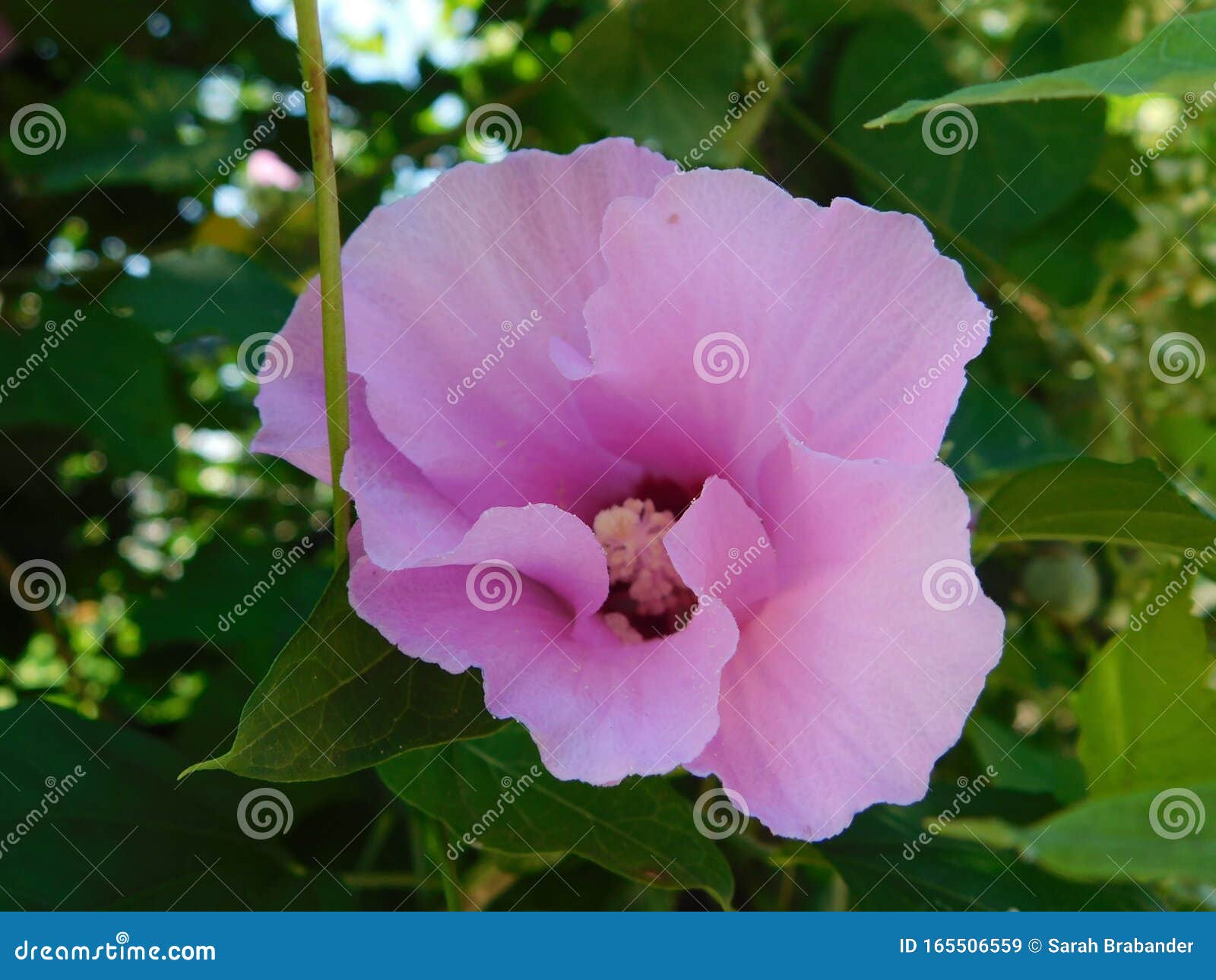Good Morning Beautiful Flower Hello Stock Image - Image of flower, good ...