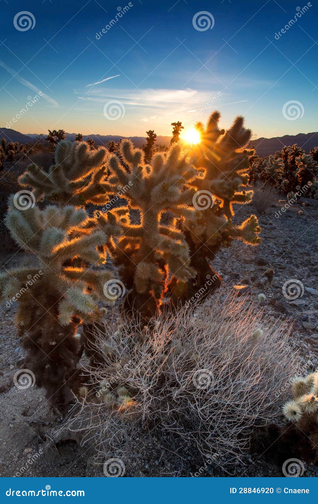 Good Morning Cacti stock photo. Image of california, golden - 28846920
