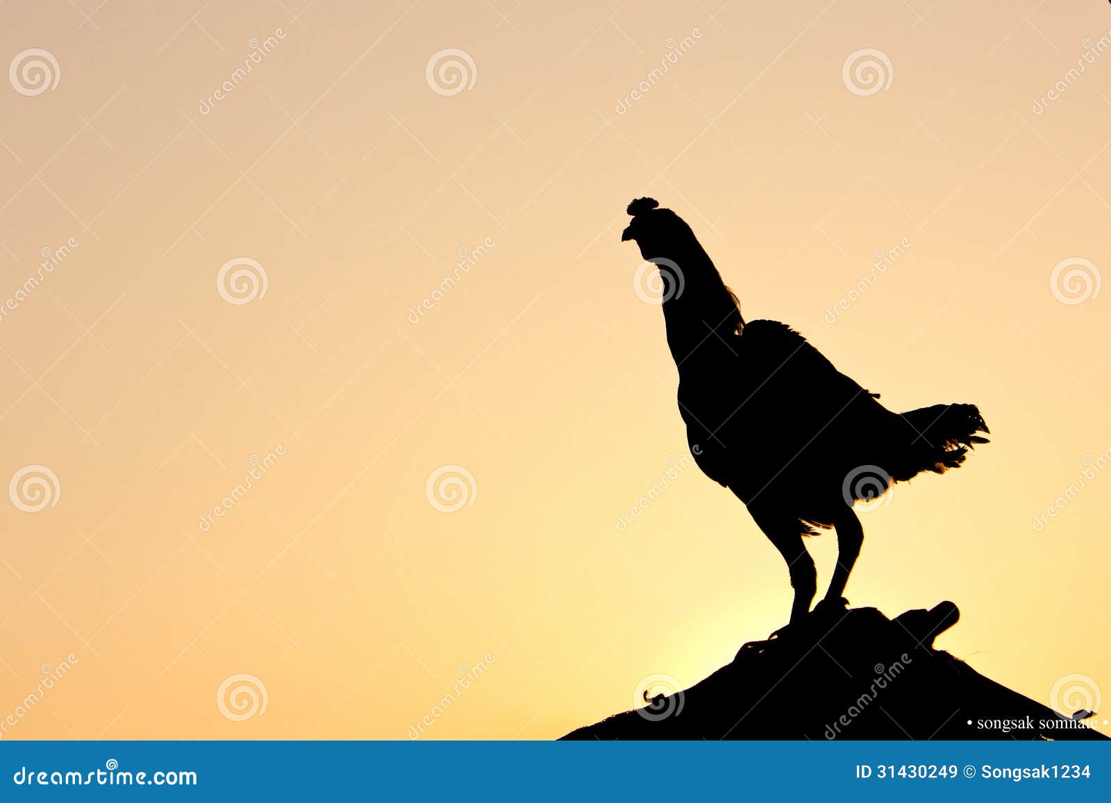 Good morning with chicken stock image. Image of morning - 31430249