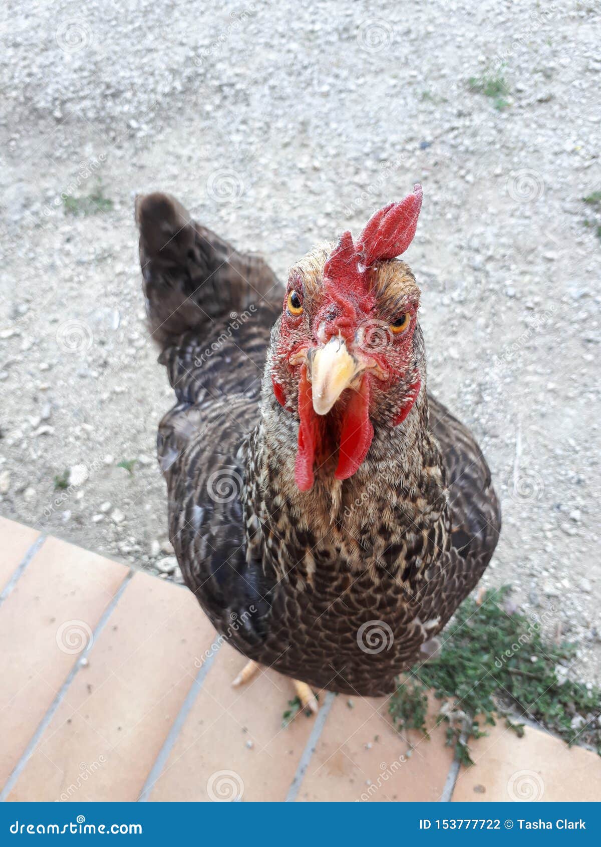 Good Morning Chicken Stock Images - Download 519 Royalty Free Photos