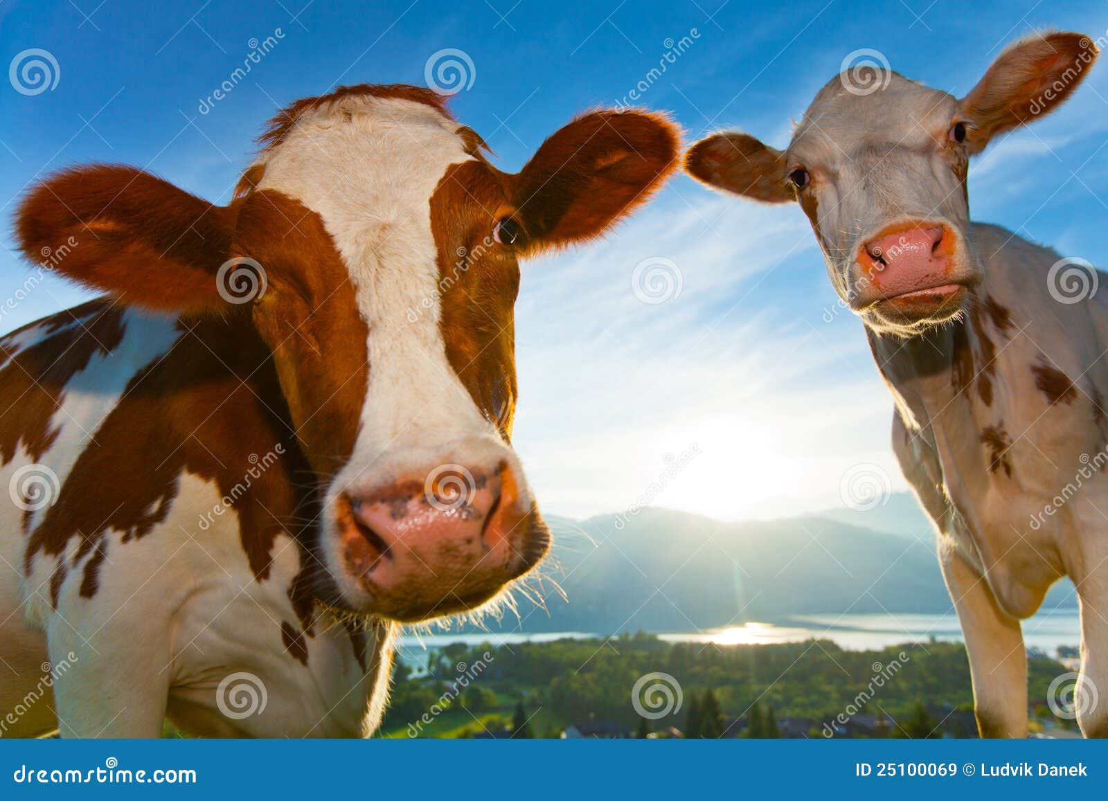 Good morning cow stock image. Image of animals, morning - 25100069
