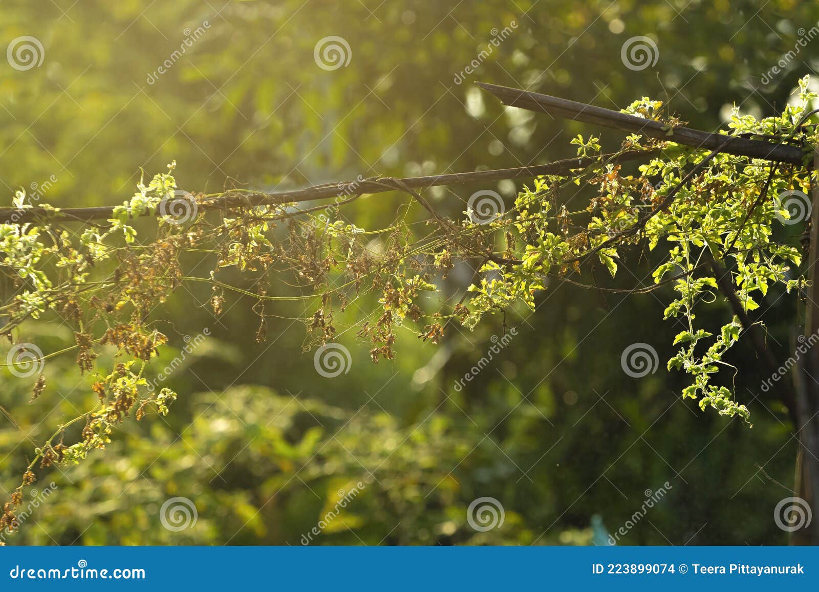 Good Morning with Edible Vegetables in the Garden Stock Photo - Image ...