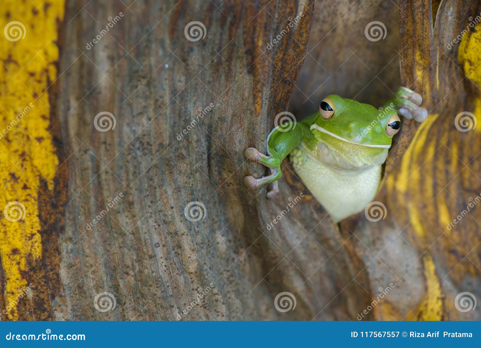 Good Morning Frog stock image. Image of leaf, animal - 117567557