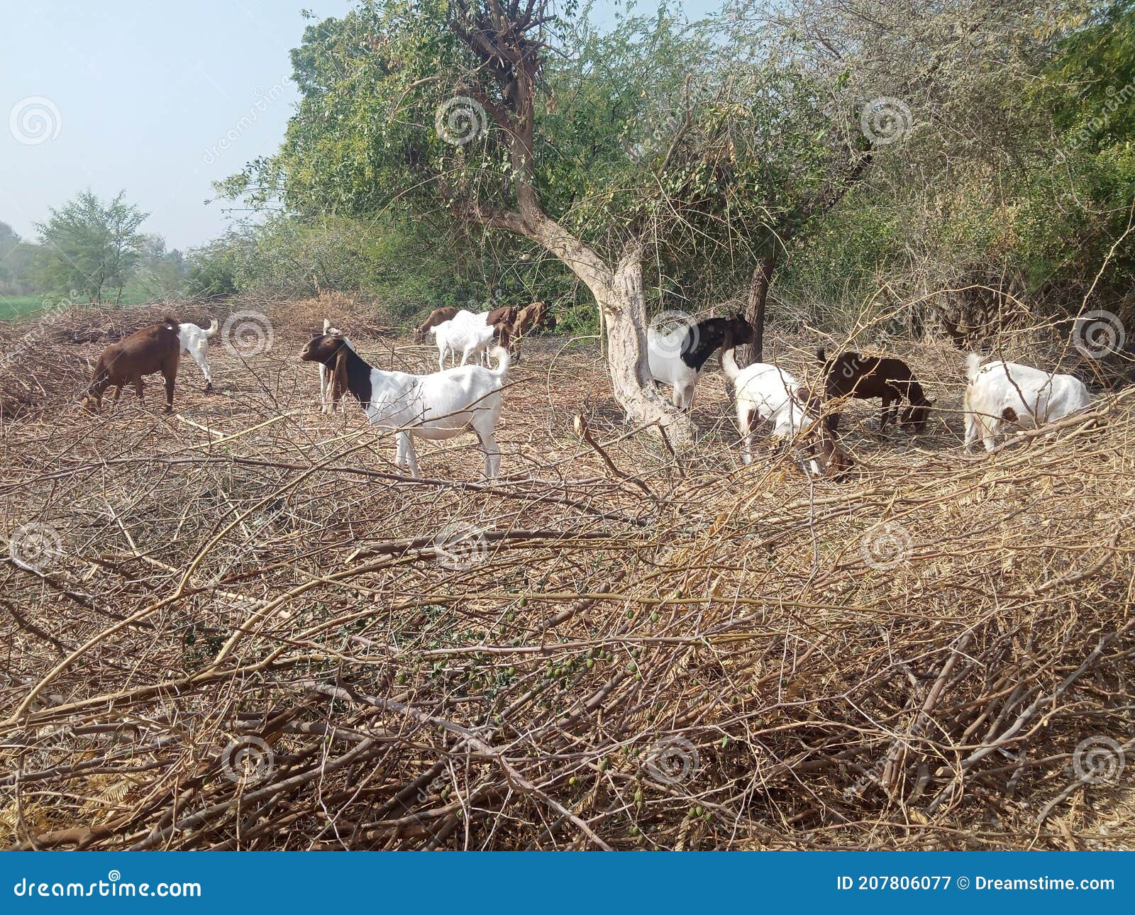 Good morning Goats stock image. Image of field, ducks - 207806077