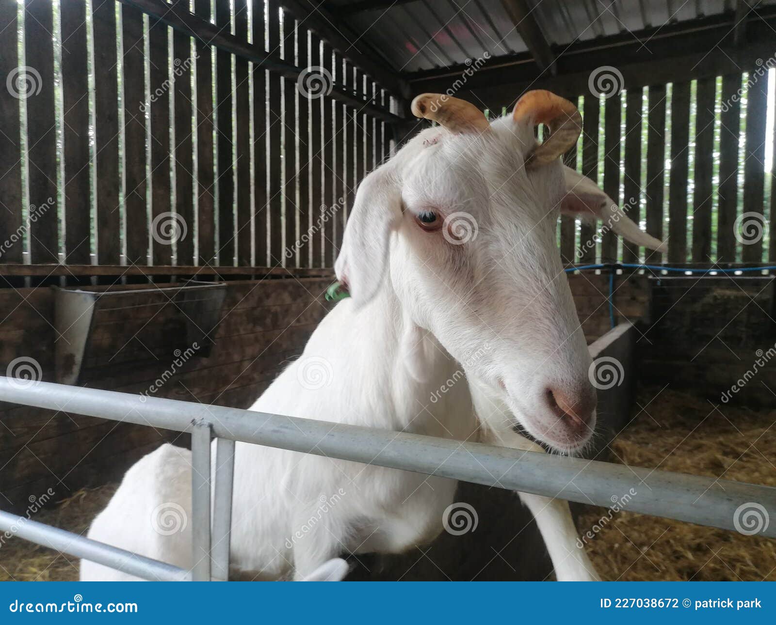 Good Morning from a Happy Goat Stock Photo - Image of horse, grazing ...
