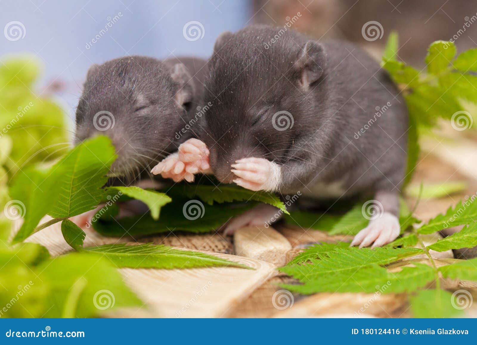 Good Morning and Good Mood. Little Mouse among Stock Photo - Image of ...