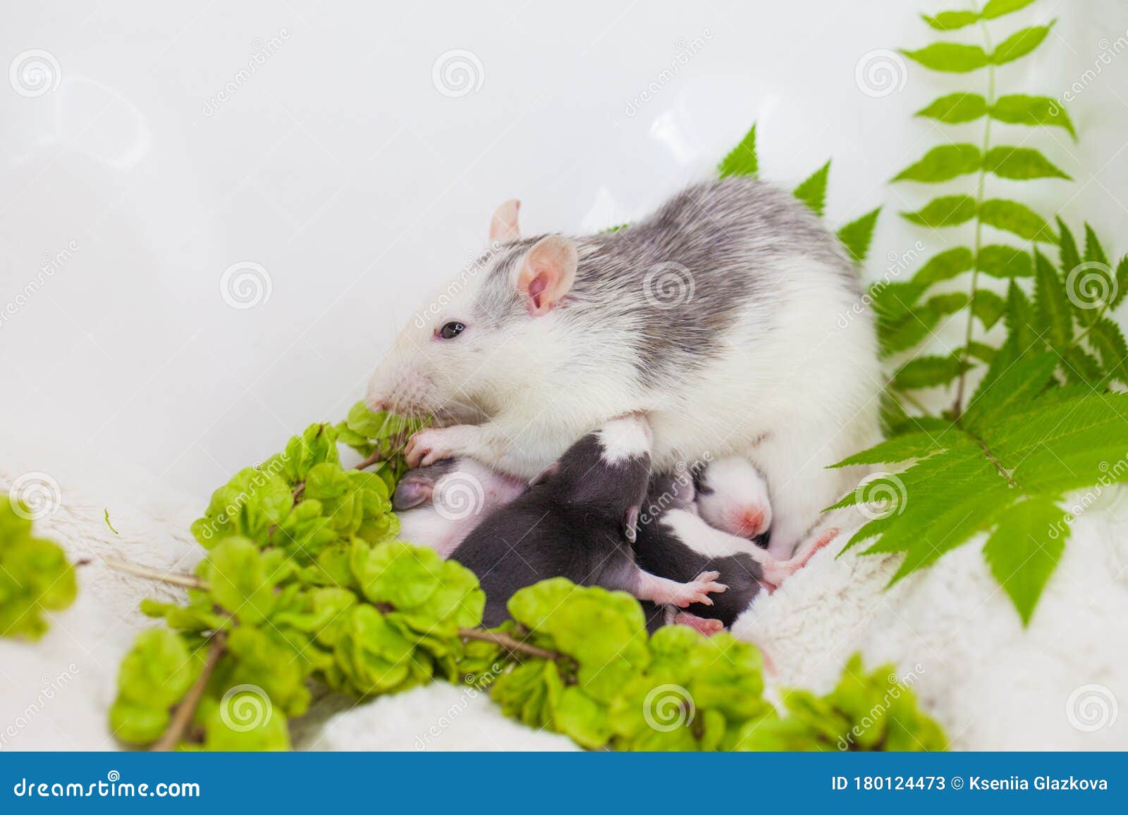 Good Morning and Good Mood. Little Mouse among Stock Image - Image of ...