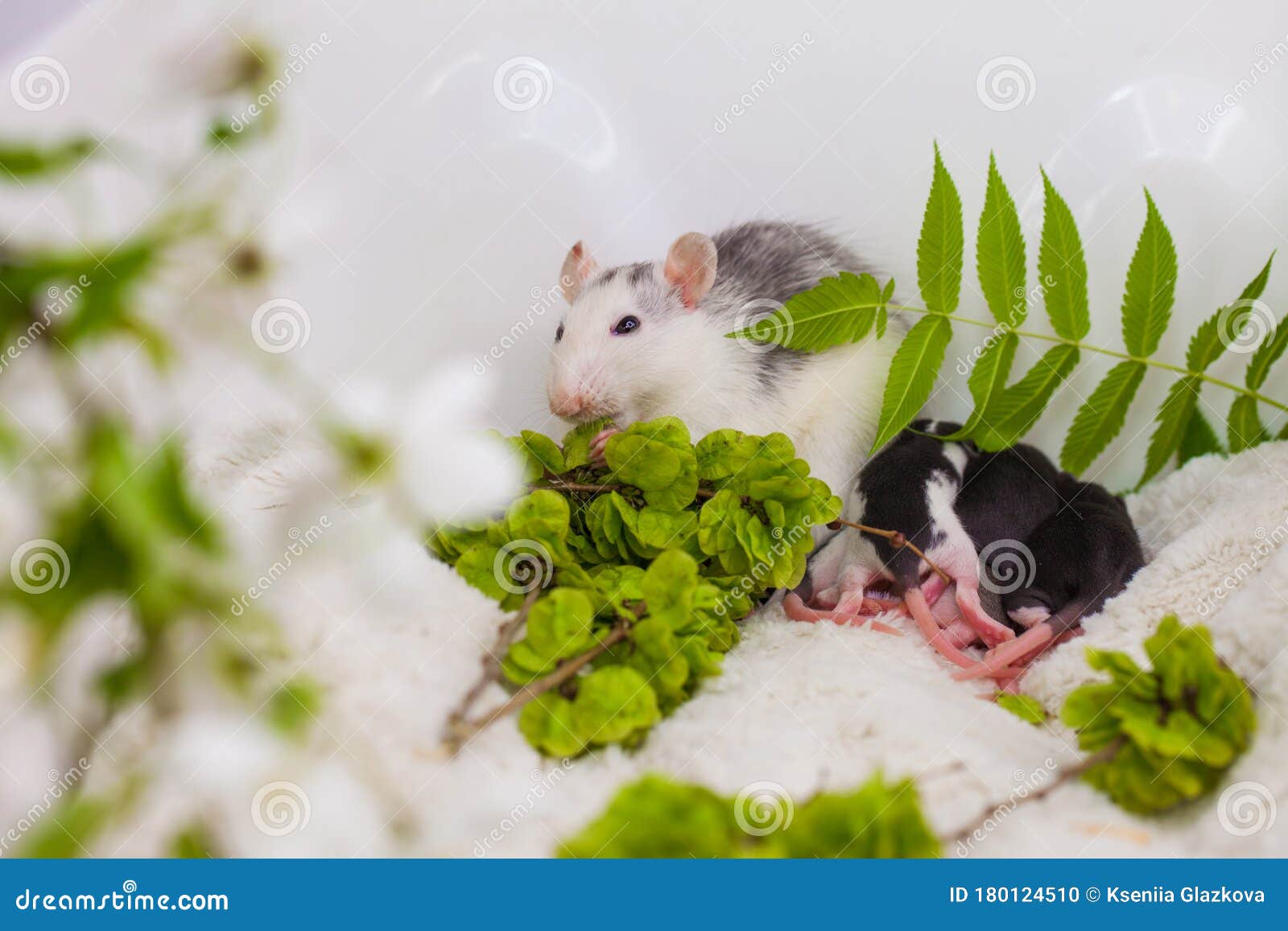 Good Morning and Good Mood. Little Mouse among Stock Photo - Image of ...