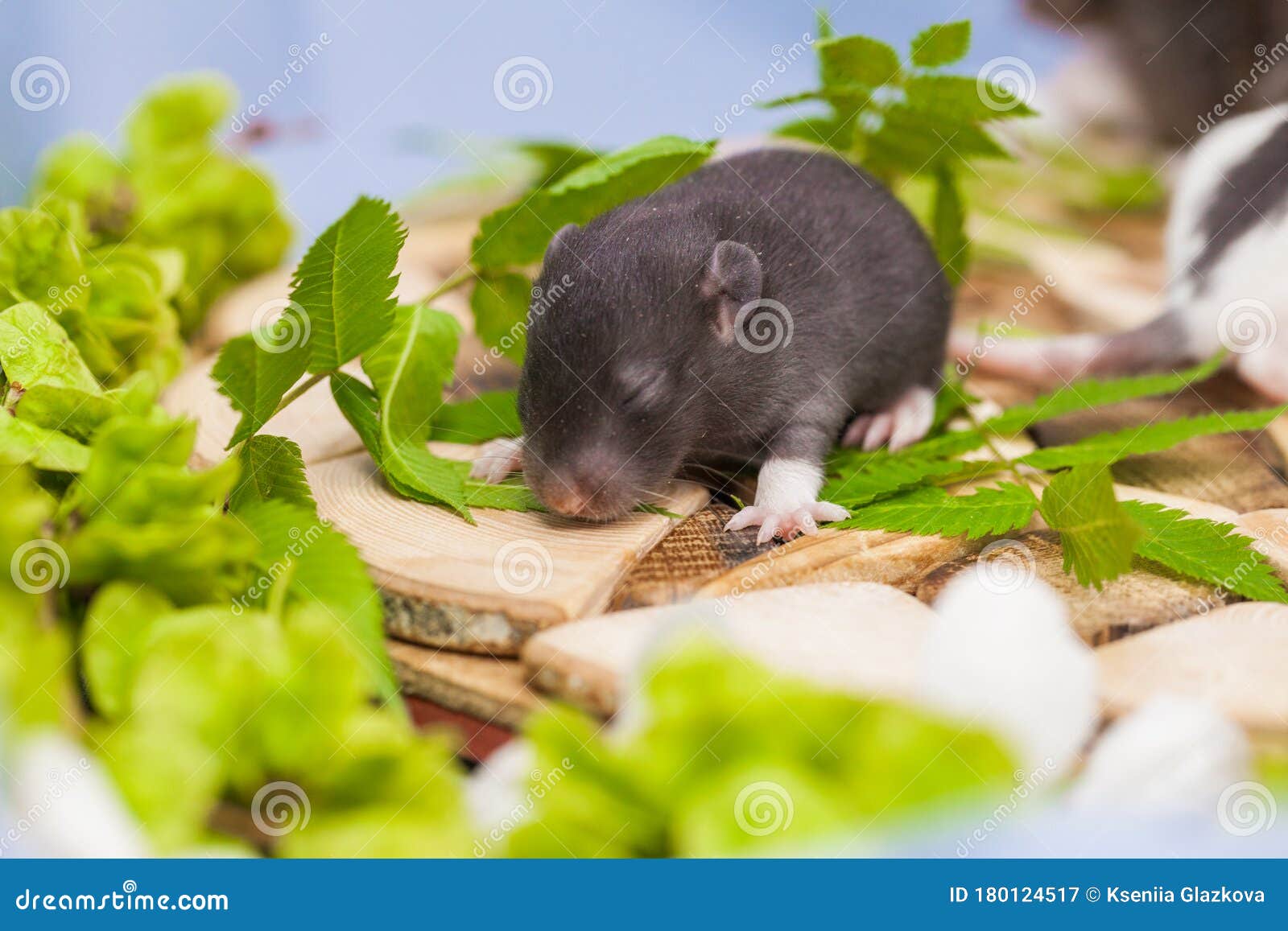 Good Morning and Good Mood. Little Mouse among Stock Image - Image of ...