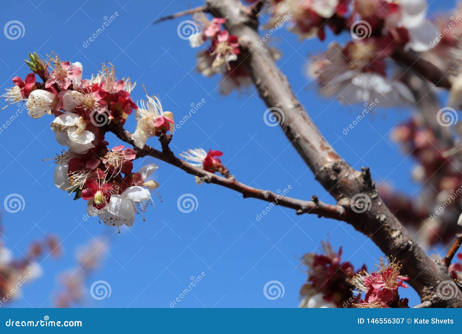 Good Morning plants stock image. Image of tree, good - 146556307