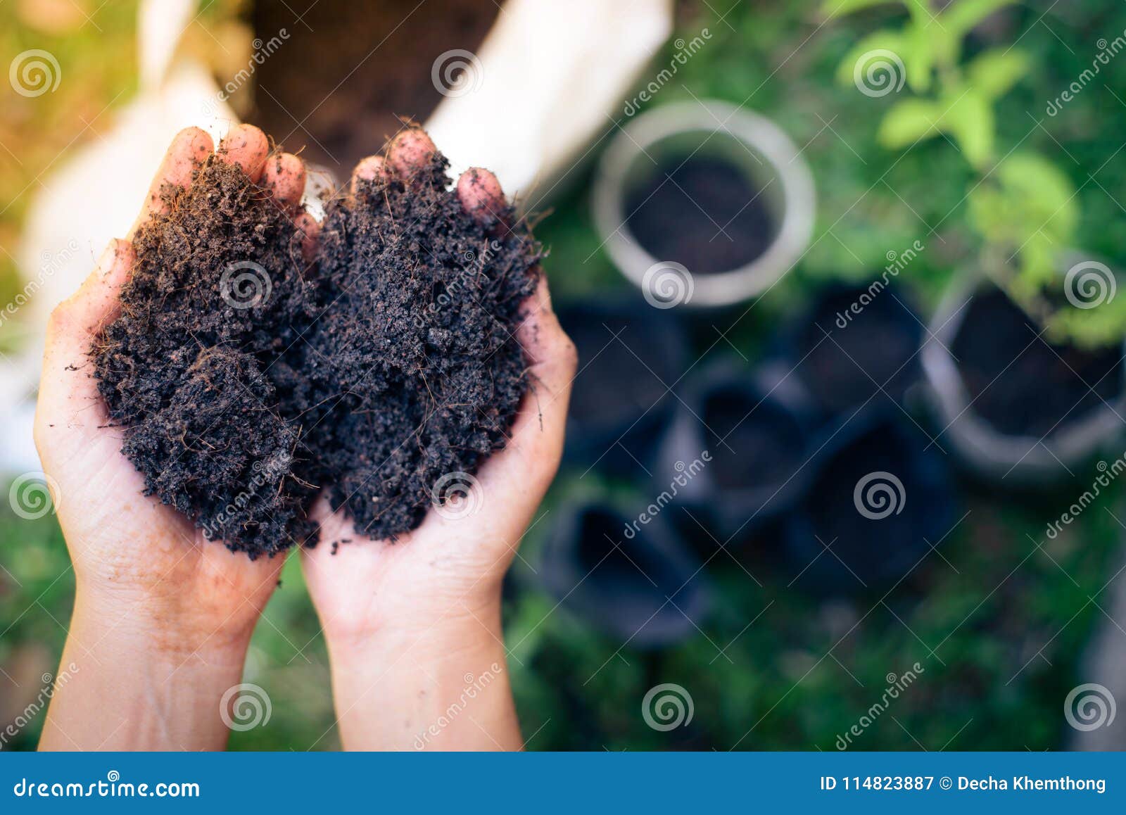 Prepare Soil for Planting Trees. Stock Image - Image of outdoor ... Prepare Soil for Planting Trees. Stock Image - Image of outdoor ...