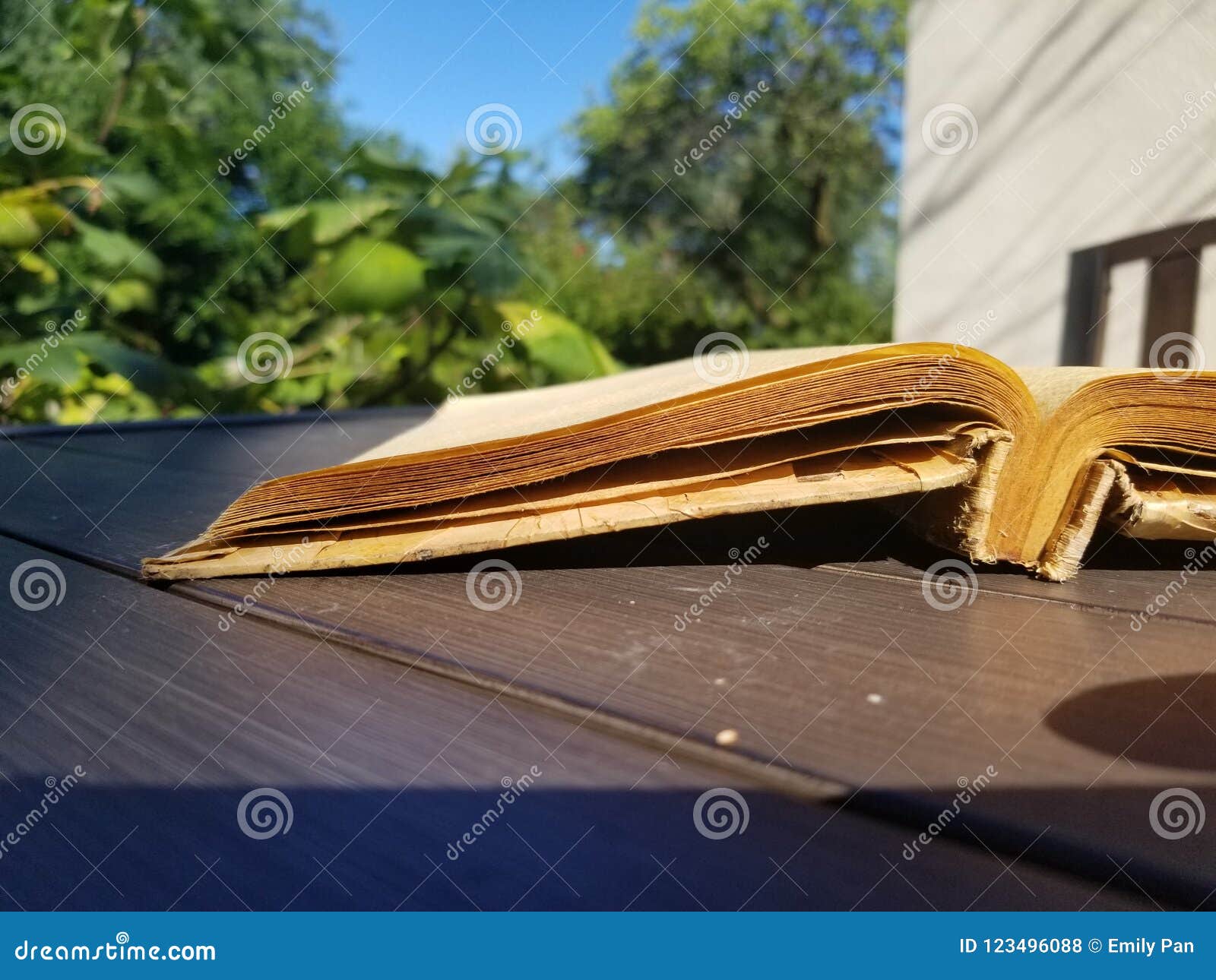 A Good Morning Read stock photo. Image of good, session - 123496088