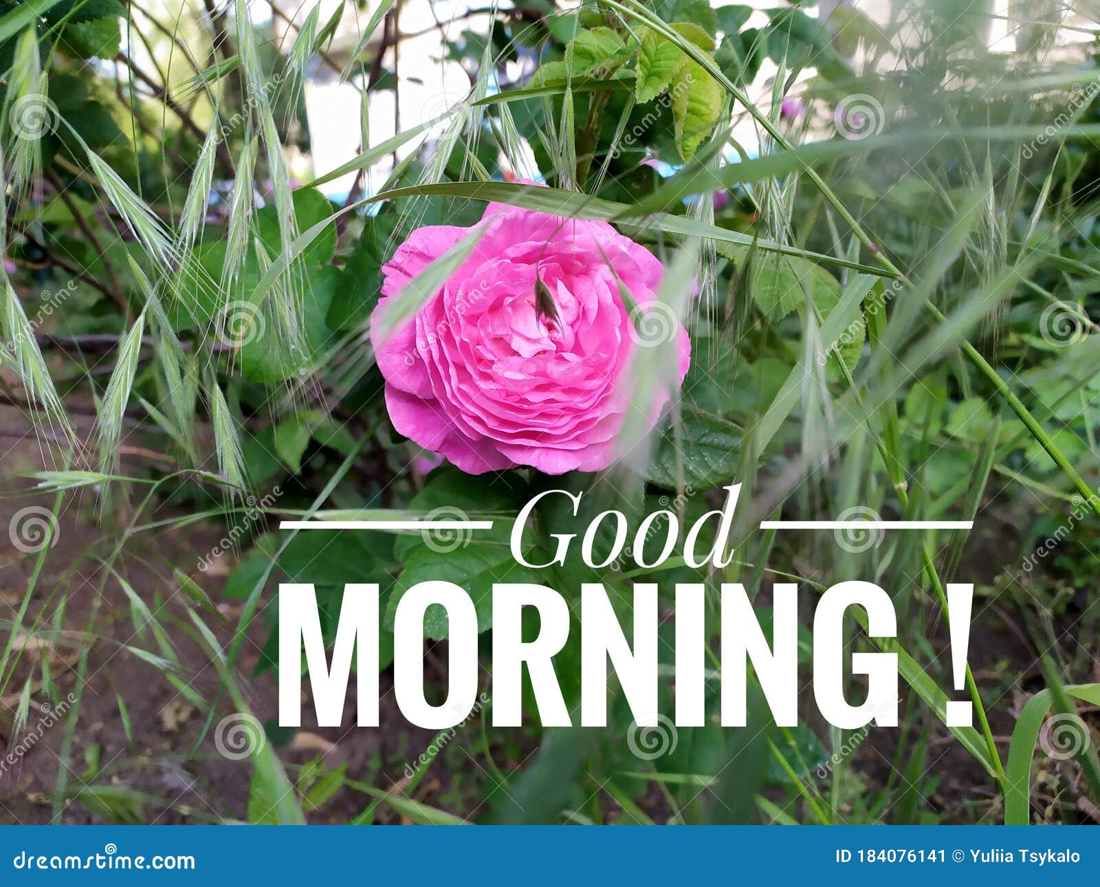 Good morning. Rose stock image. Image of drops, greeting - 184076141